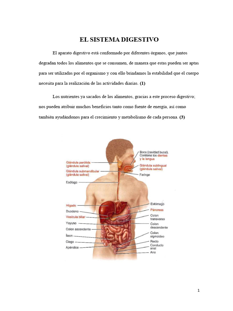 El Sistema Digestivo | Descargar gratis PDF | Digestión | Sistema digestivo humano