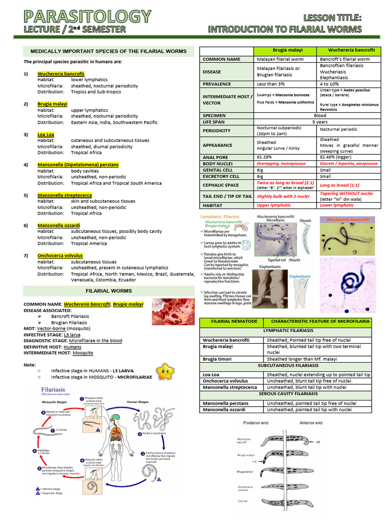 6 - Intro To Filarial Worms | PDF | Epidemiology | Insects And Humans