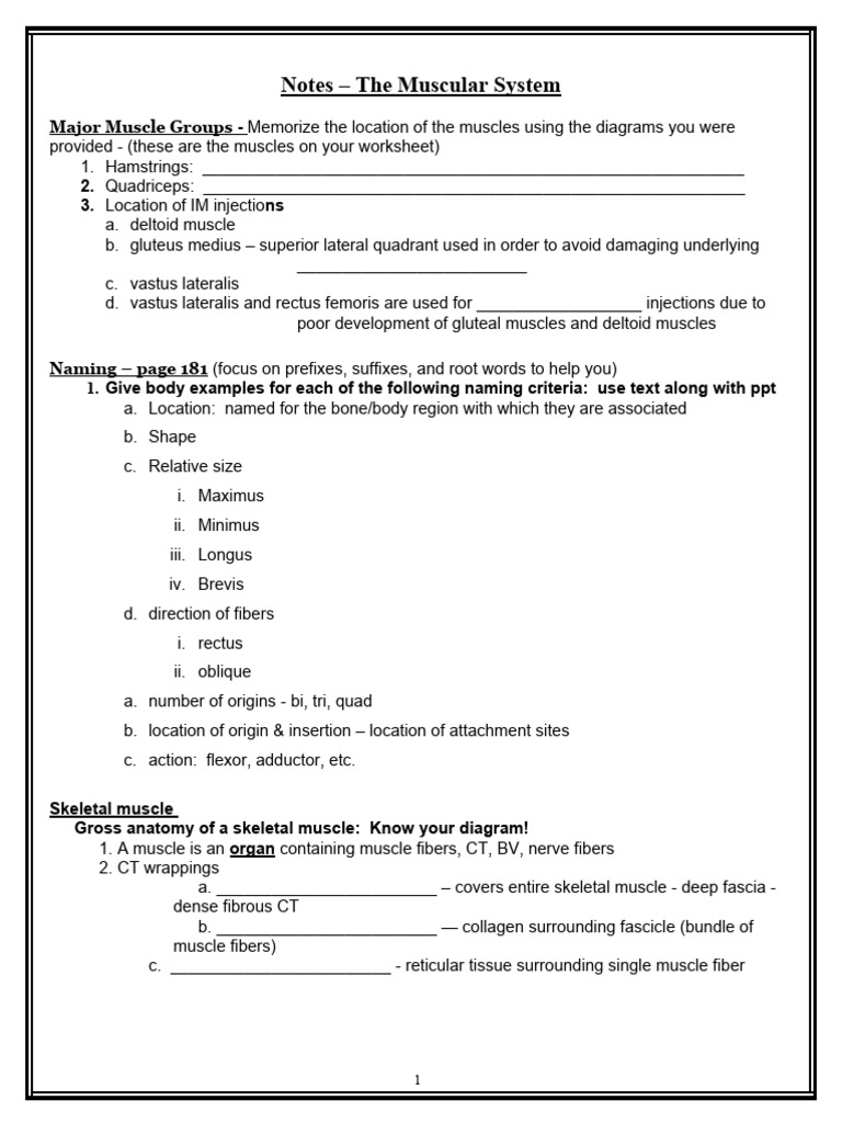 Notes - The Muscular System Part 1 | PDF | Anatomical Terms Of Motion ...