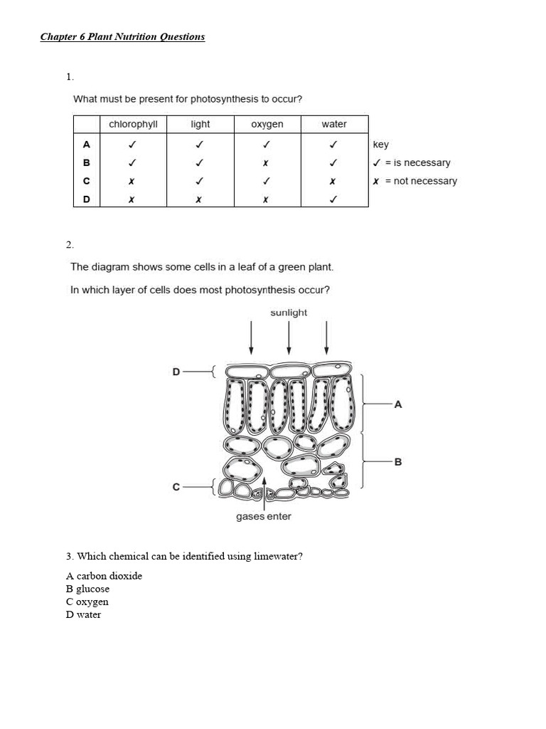 Plant Nutrition IGCSE Questions | PDF | Science & Mathematics
