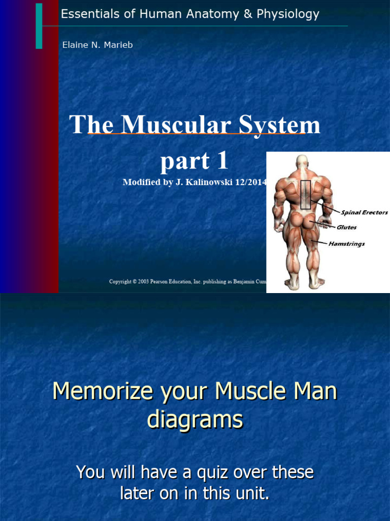 The Muscular System Part 1 | PDF | Lever | Skeletal Muscle