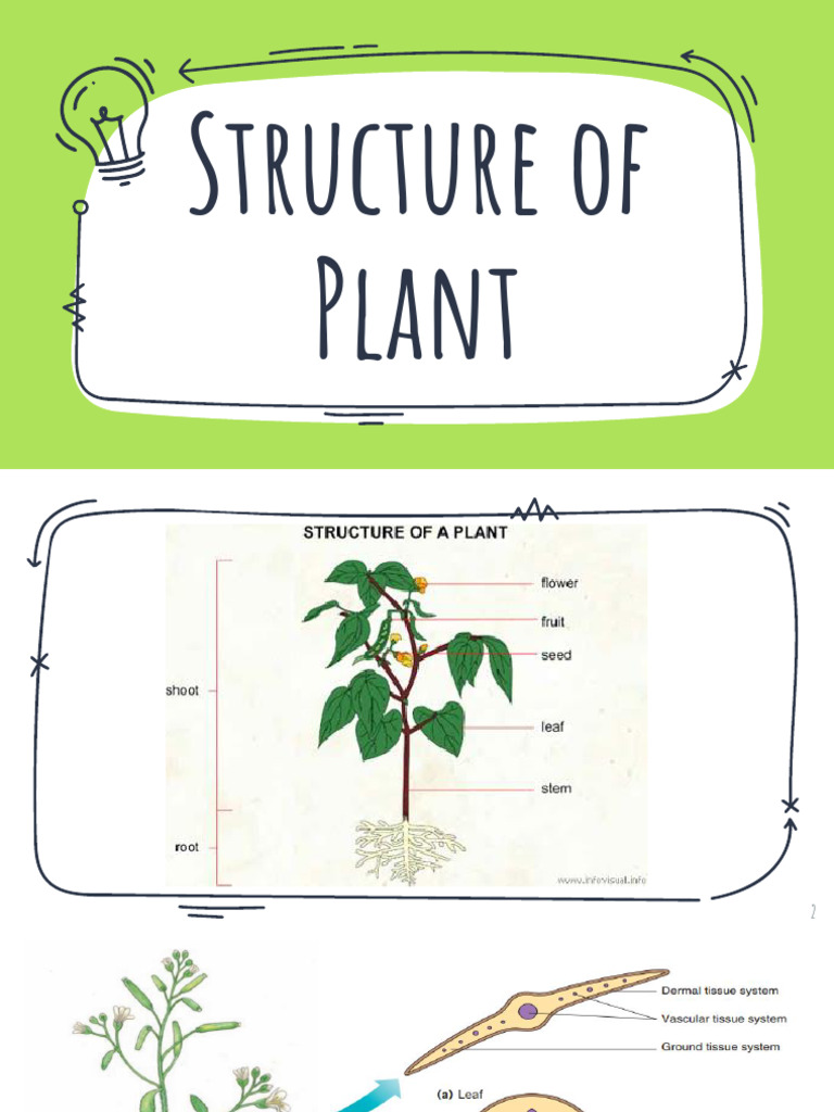 Sturcture of plant | PDF