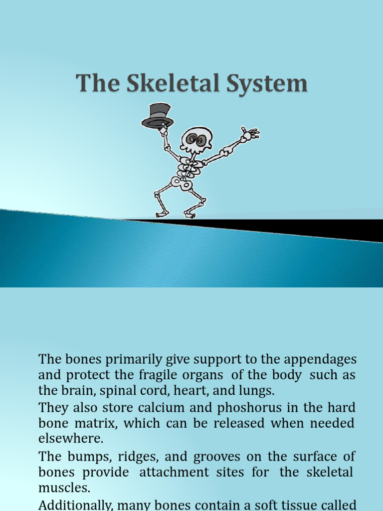 Human Skeleton Functions & Structure | PDF | Vertebral Column | Bone