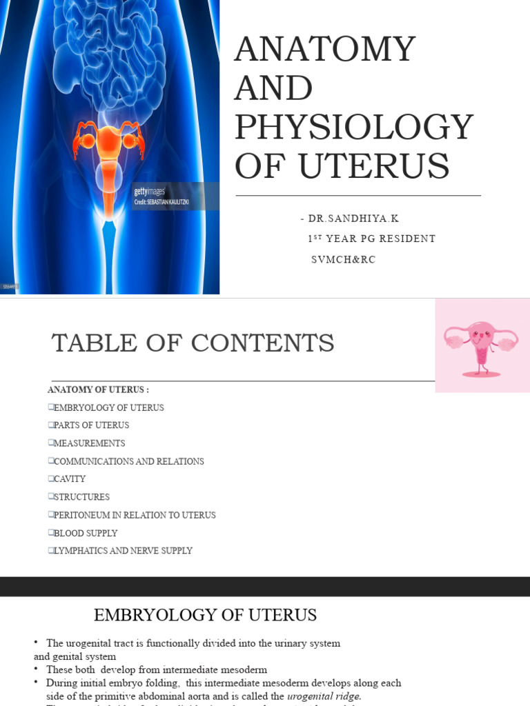 Anatomy and Physiology of Uterus | PDF | Uterus | Epithelium