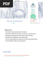 Anatomy of the Pelvis Explained | PDF | Pelvis | Vertebra