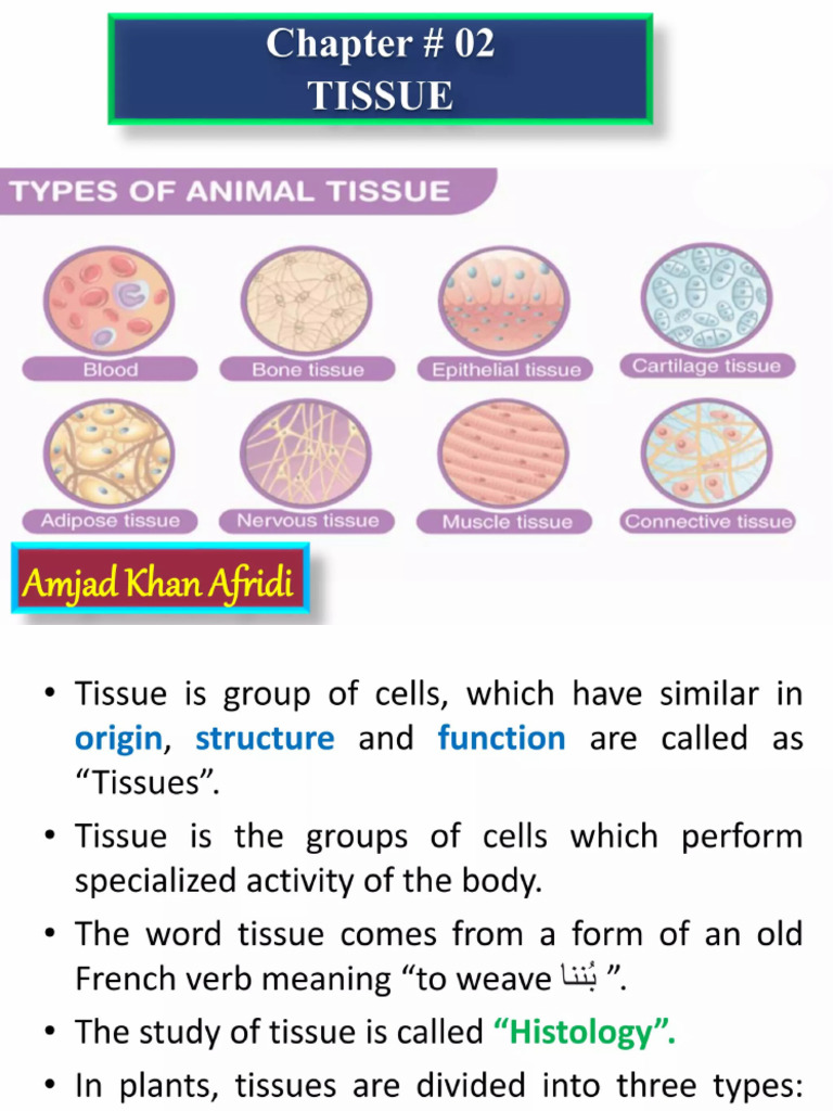 Tissue Its Types, Structure and Function | PDF
