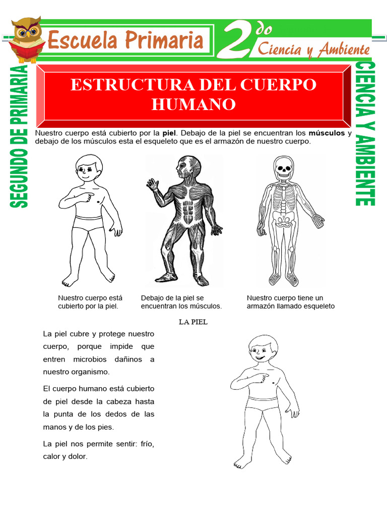 Estructura Del Cuerpo Humano Para Segundo De Primaria Pdf Esqueleto