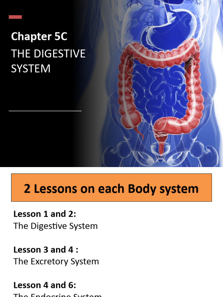 5C-Digestive System | PDF | Digestion | Small Intestine