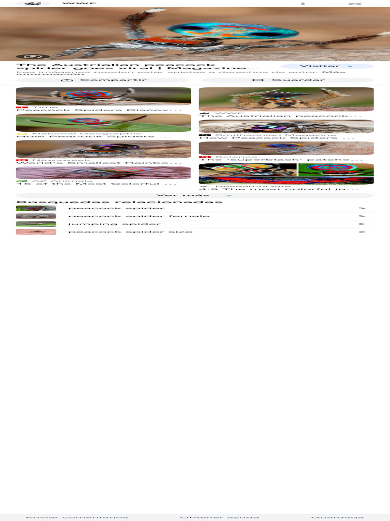 Spider Colors - Buscar Con Google | PDF