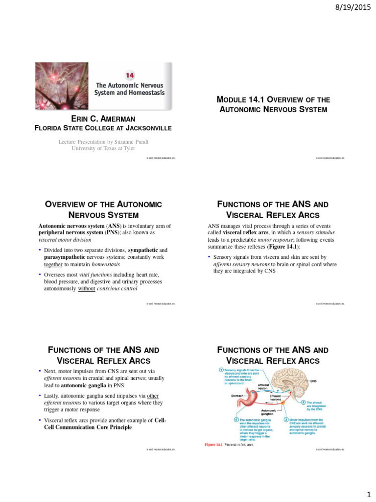 Chapter 14 PowerPoint Slides PDF | PDF | Autonomic Nervous System ...