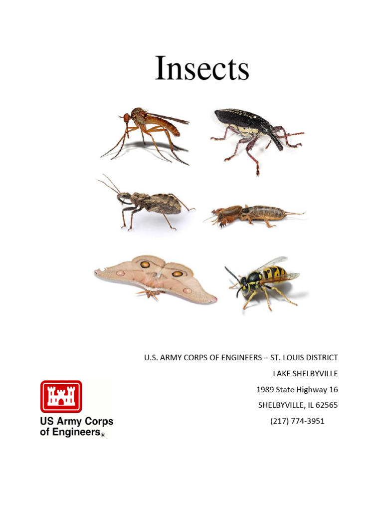 Insects Study Guide 2018 | PDF | Insects | Eusociality