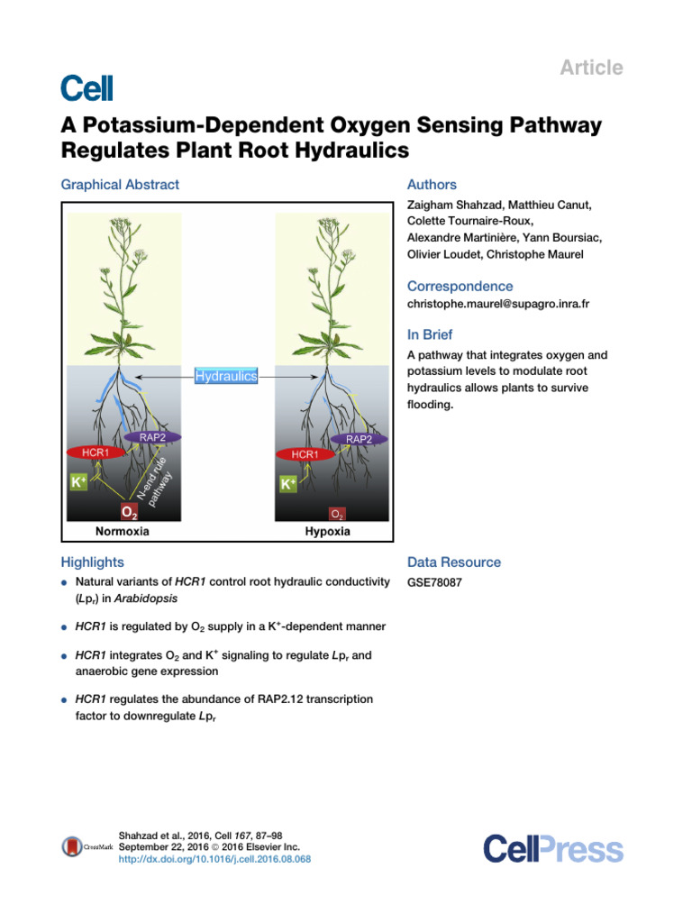 A Potassium Dependent Oxygen Sensing Pathway Regul | PDF | Root ...