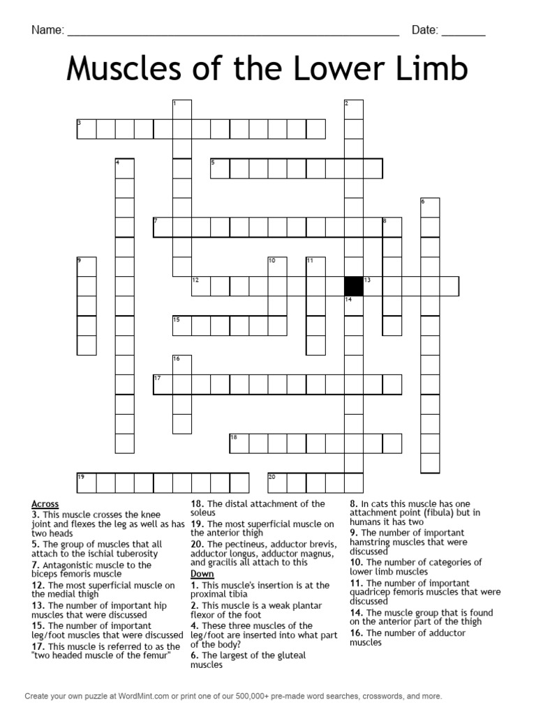 Lower Limb Muscle Crossword Puzzle | PDF | Human Leg | Foot