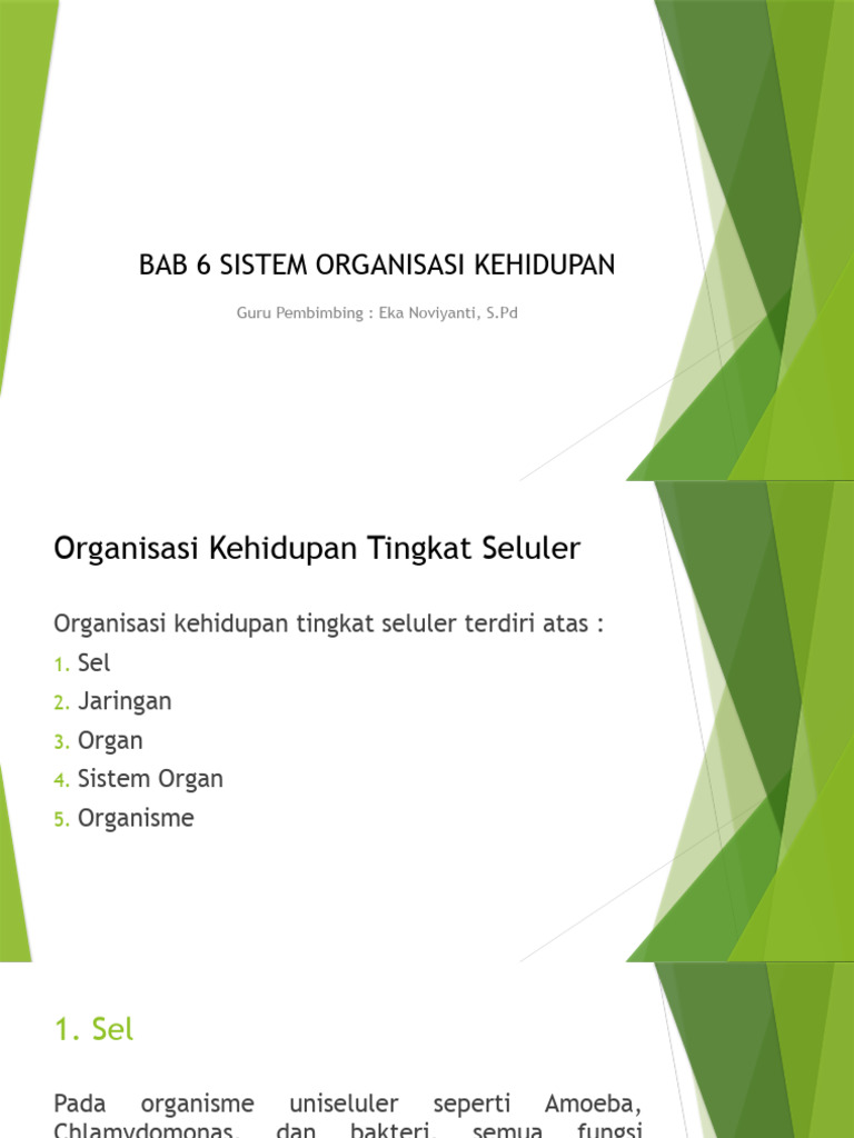 Bab 6 Sistem Organisasi Kehidupan | PDF