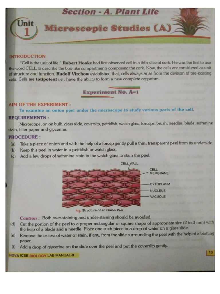 Experiment - 1 (Onion Peeling Under Microscope) | PDF