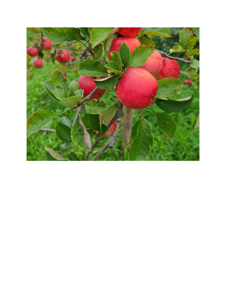 Apple | PDF