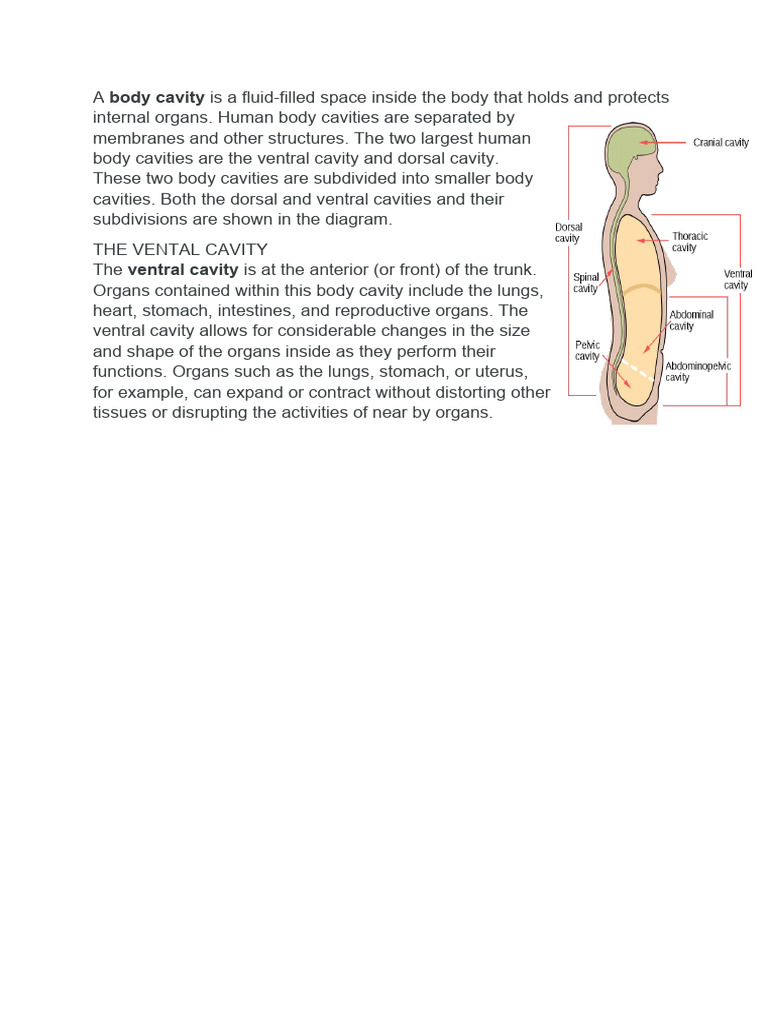 Understanding Human Body Cavities | PDF | Wellness