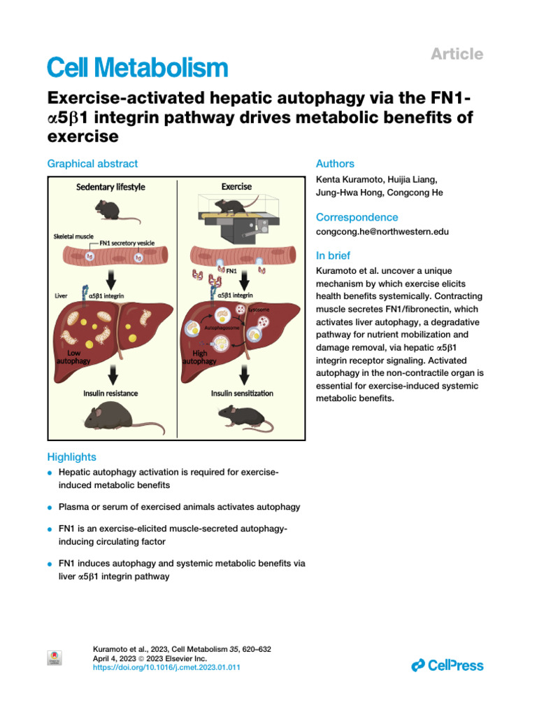 Exercise Activated Hepatic Autophagy Via The FN1 & | PDF | Autophagy ...
