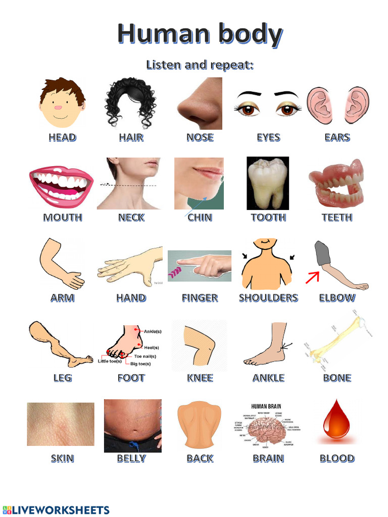 Human Body Parts | PDF