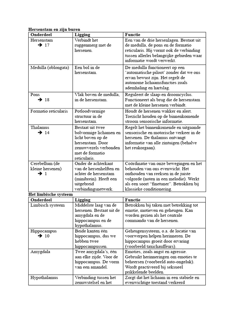 Hersenstam en Zijn Buren | PDF
