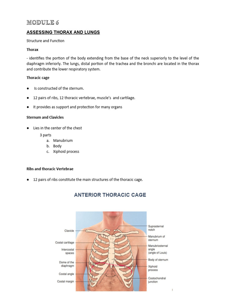 Thorax Lung | PDF | Thorax | Pulse