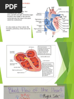 Small Animal Cardiology Auscultation - Vet Visions | PDF | Heart ...