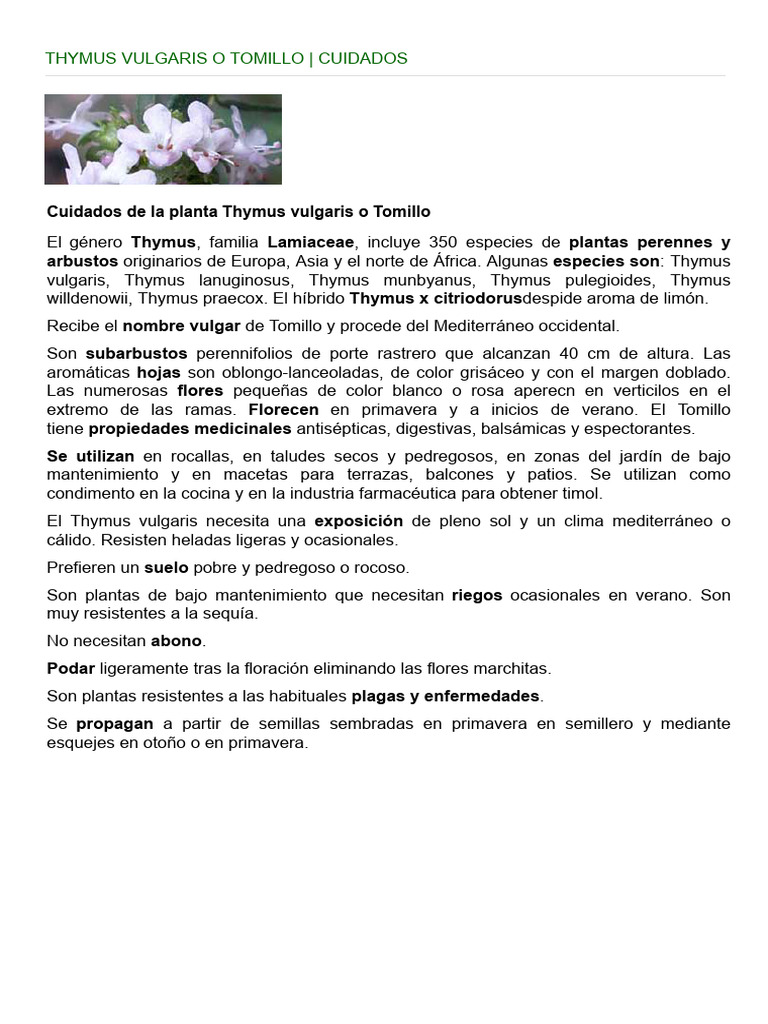 Thymus Vulgaris o Tomillo - Cuidados | PDF | Hogar, jardinería y bricolaje | Tecnología