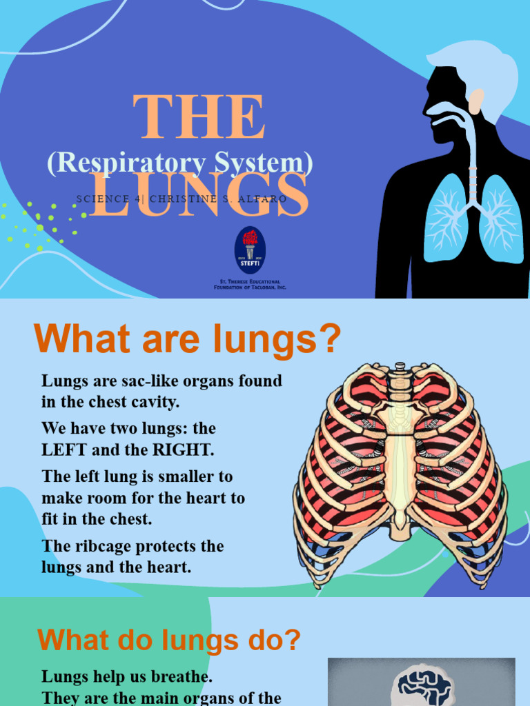 The Lungs | PDF | Lung | Respiratory System