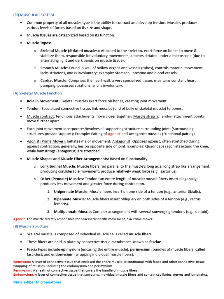 ACE CPT (Edition6) CH9 Part 3 | PDF | Muscle | Muscle Contraction