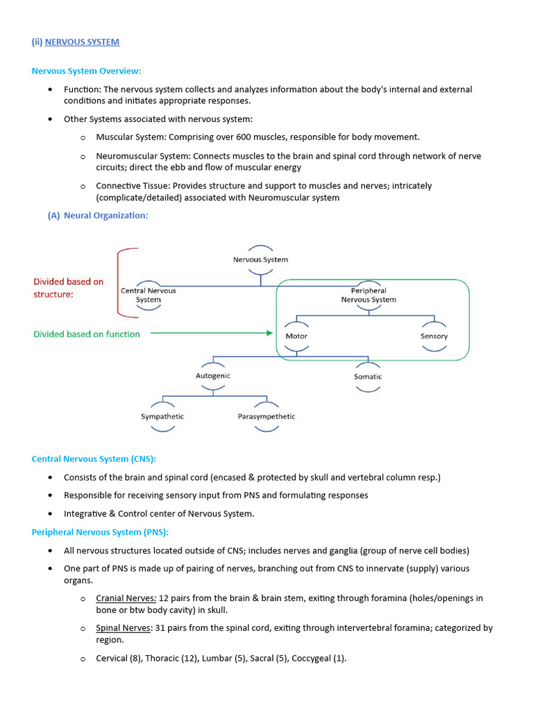 ACE CPT (Edition 6) Ch9 Part 2 | PDF | Nervous System | Nerve