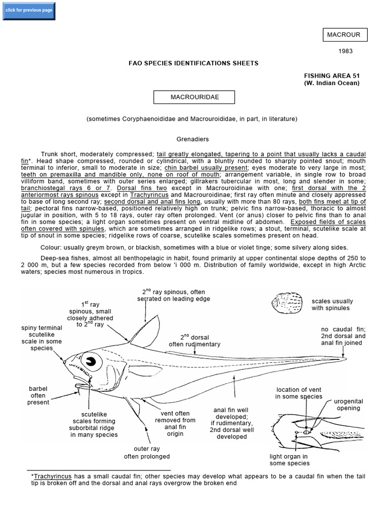 Fao Species Identifications Sheets Fishing Area 51 (W. Indian Ocean ...