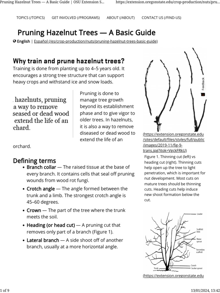 Pruning Hazelnut Trees - A Basic Guide - OSU Extension Service | PDF ...