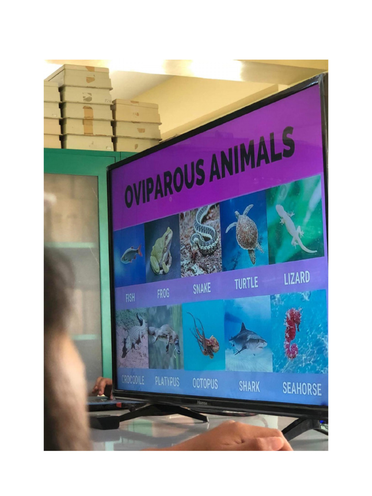 Oviparous Animals | PDF