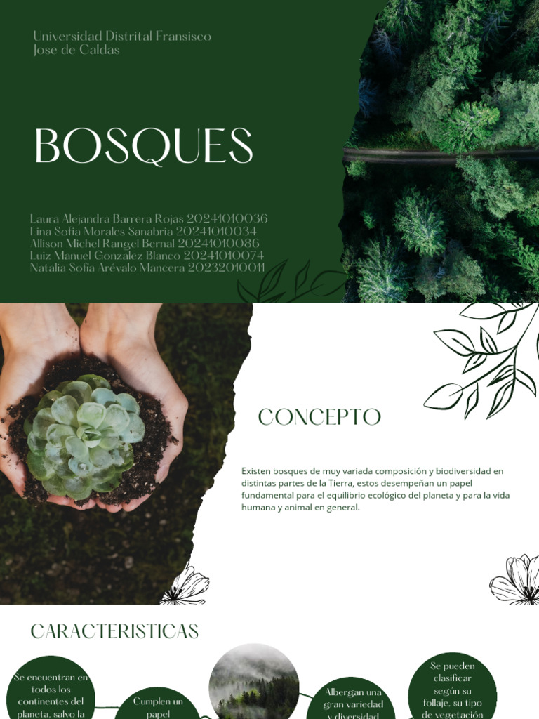 Bos Ques | PDF | Los bosques | Arboles