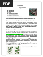 Raiz Axonomorfa | PDF | Raíz | Tallo de la planta