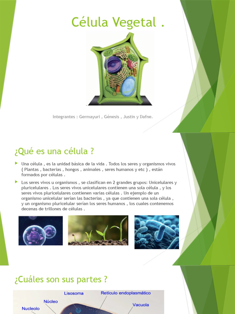Partes y Tipos de Célula Vegetal | PDF | Biología Celular) | Plantas
