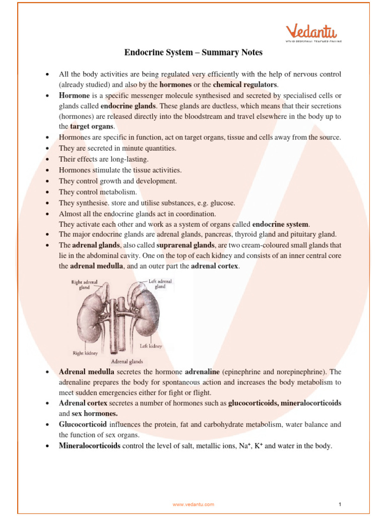 Endocrine System for Students | PDF | Adrenal Gland | Endocrine System