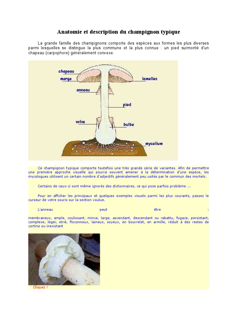 Anatomie Et Description Du Champignon Typique | PDF | Mycologie ...