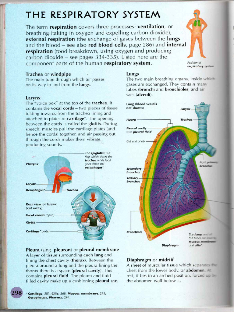 Respiratory | PDF