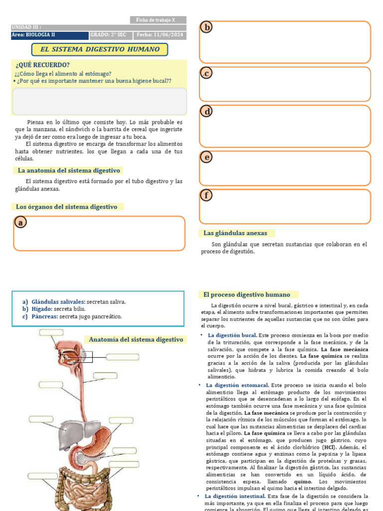 2° SEC - B.II - FICHA N° 10 - EL SISTEMA DIGESTIVO HUMANO | Descargar ...