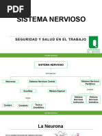 Cuadro Sinoptico Del Sistema Nervioso | PDF