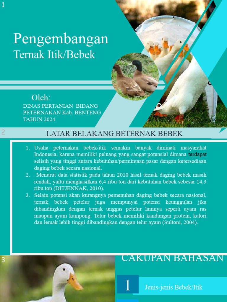 Pengembangan Ternak Itik Atau Bebek (Yu2n) | PDF