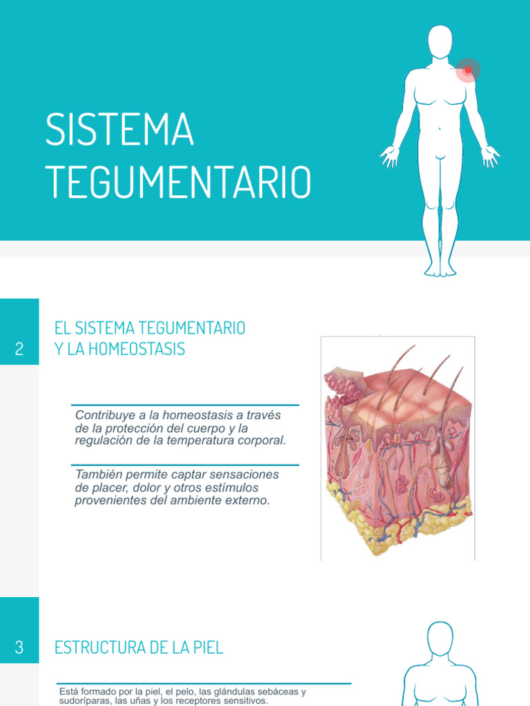 Sistema Tegumentario | Descargar gratis PDF | Sistema tegumentario | Piel