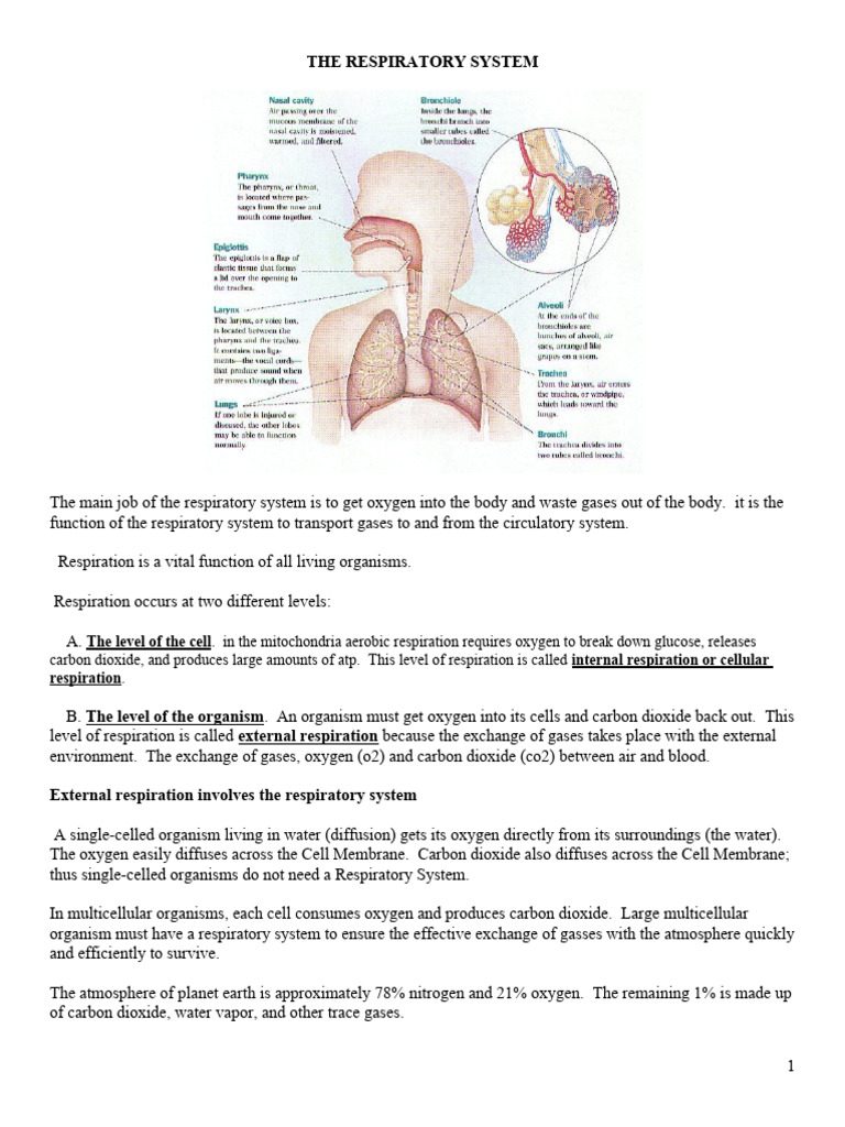 Respiratory System Anatomy 2 | PDF | Respiratory Tract | Lung