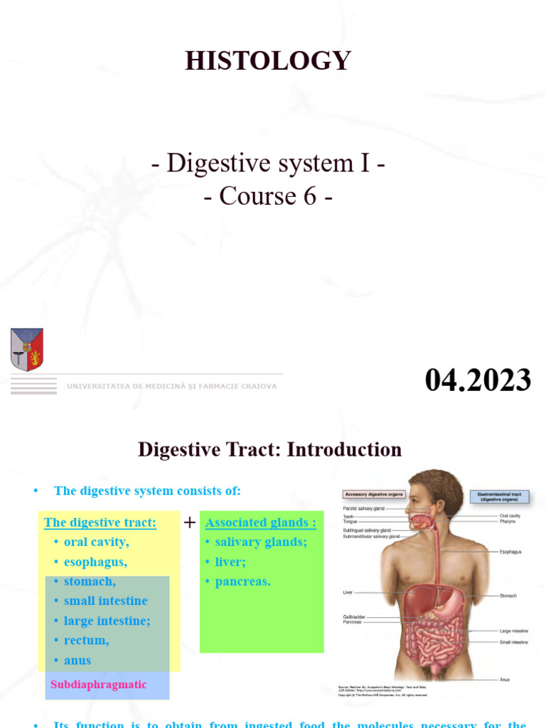 Curs 6 Eng - Sem 2 | PDF | Human Tooth | Dentin