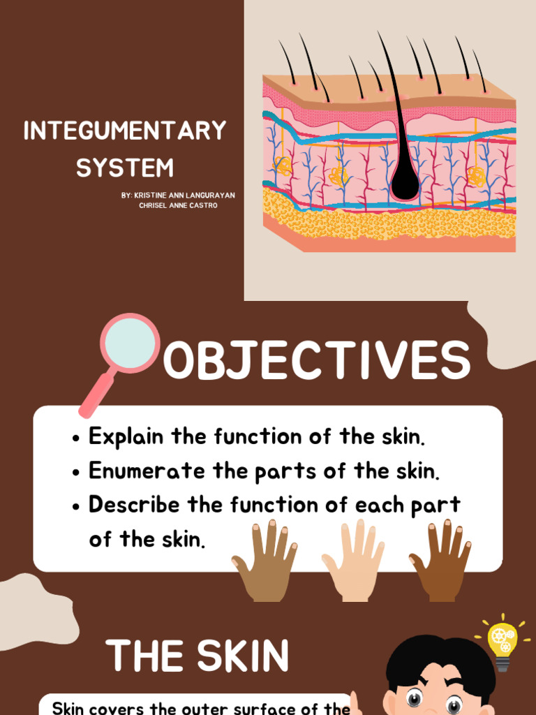 Fun and Colorful Parts of The Skin Science Presentation | PDF | Skin ...
