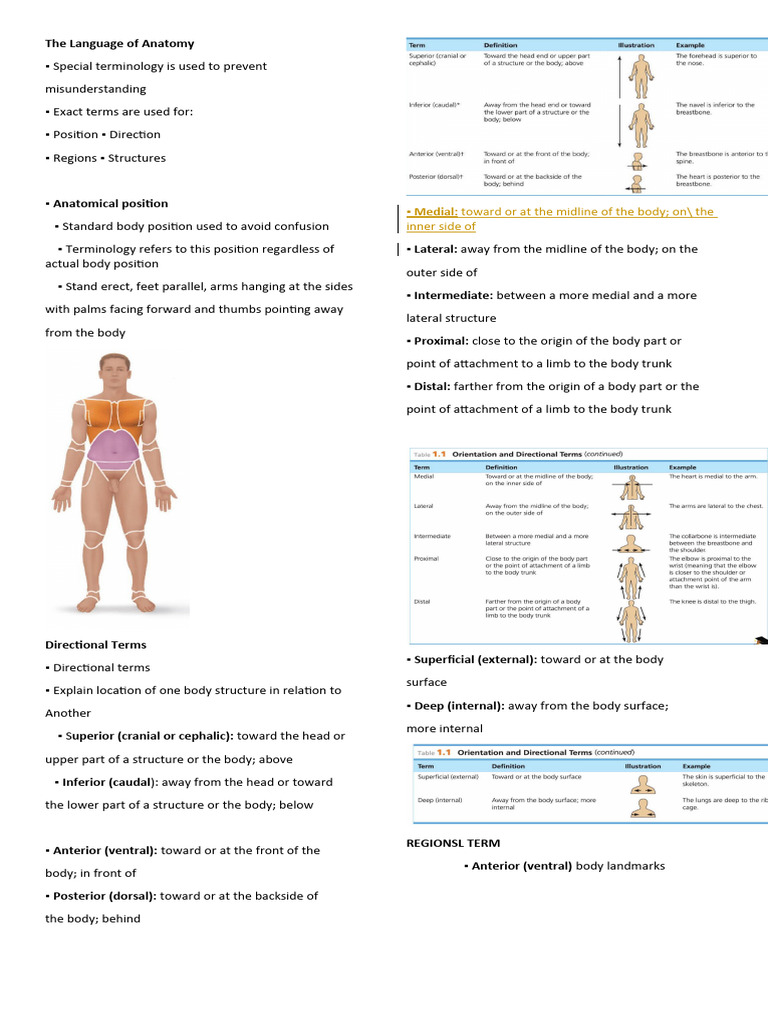 ANOPHY LAB (AutoRecovered) | PDF | Anatomical Terms Of Location | Pelvis