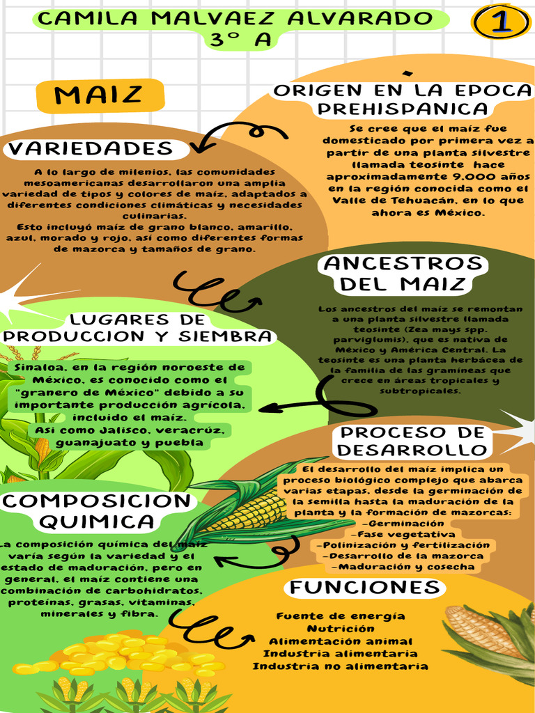 Infografía Maíz | Descargar gratis PDF | Maíz