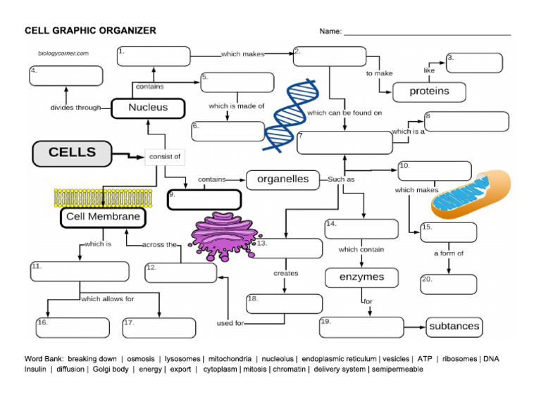 Cell Concept Map | PDF