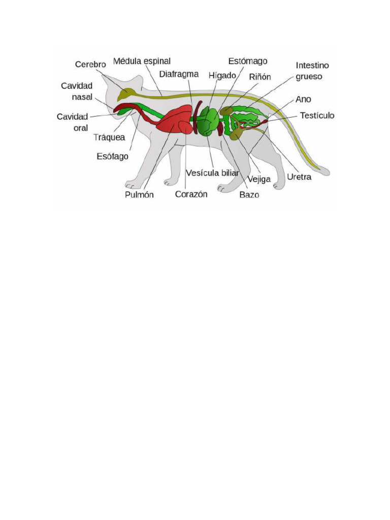 Partes Del Cuerpo Gato | PDF